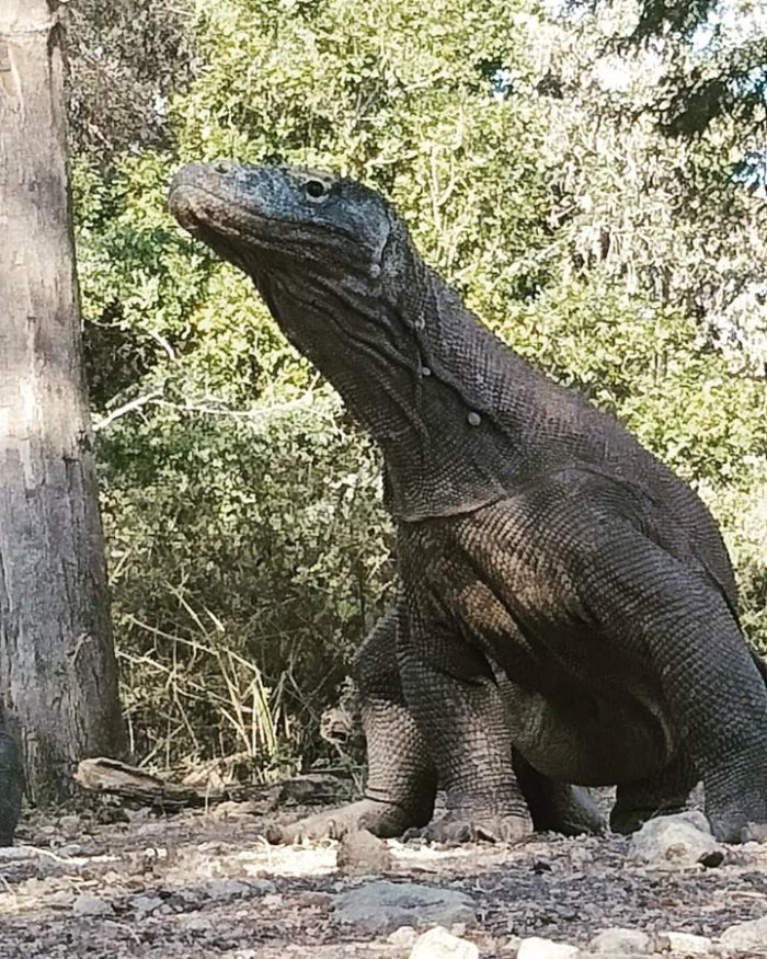 Labuan Bajo Terkenal Keindahan dan Keunikan Berpetualang Ke Pulau ...