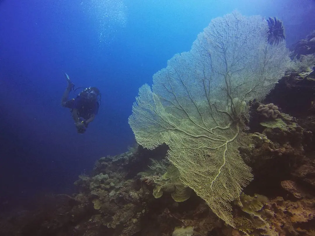 Teluk Weda Menjelajahai Taman Laut Dan Hutan Yang Menakjubkan – Blog ...